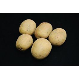 Saxon Seed Potatoes - 2kg