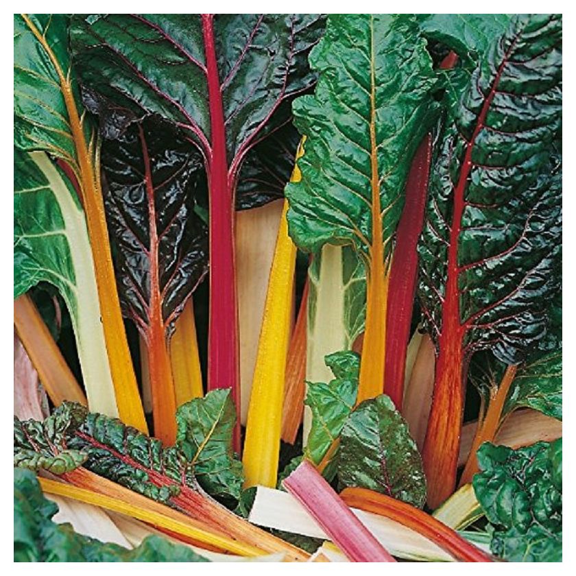 Kings - Leaf Beet Rainbow Chard Seeds