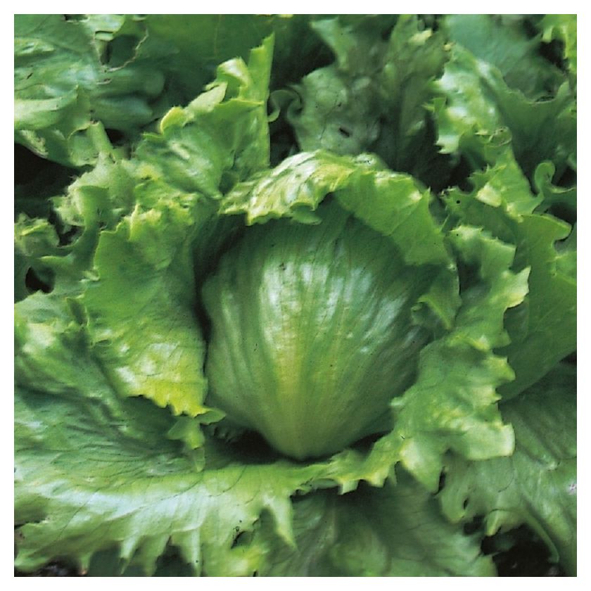 Kings - Lettuce Webbs Wonderful Seeds