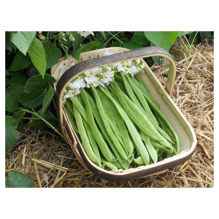 Kings - Runner Beans Moonlight