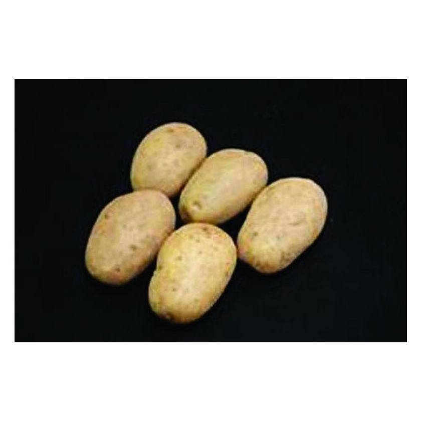 Valor Seed Potatoes - 25kg